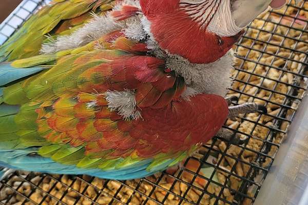 Beautiful Greenwing-Ruby Macaw Baby