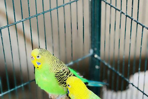 Fancy Budgies