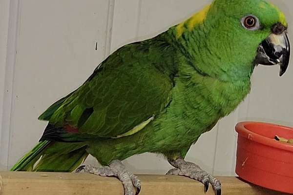 Adult Yellow Naped Amazon female proven breeder