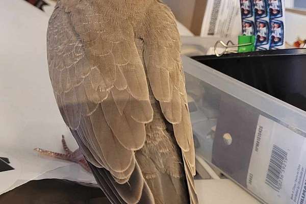 Hatched Oct 1 - Handfed Weaned Male Ringneck Dove