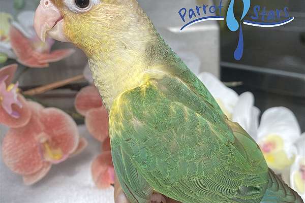 Baby Turquoise Pineapple Green Cheek Conure Available at Parrot Stars