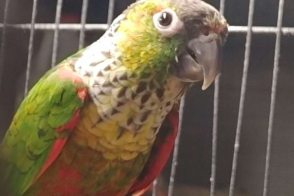 Voren opaline black capped conures