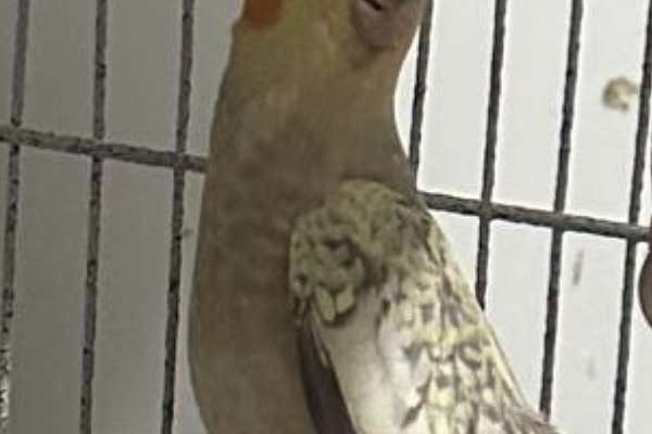 Yellow pearl cockatiel