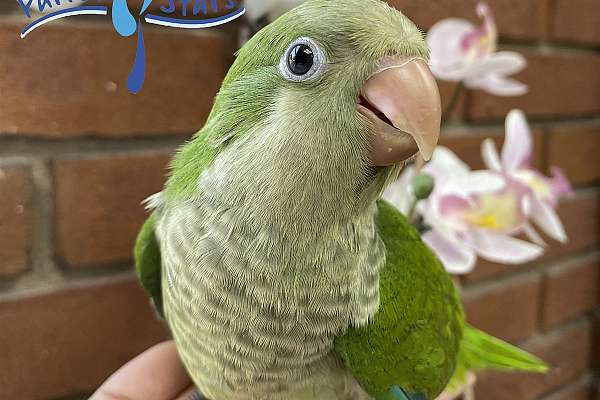 Baby Green Quaker Available at Parrot Stars