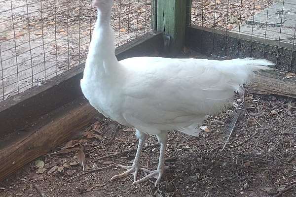 Young Peafowl white and normal