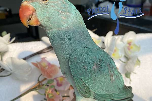 Baby Blue Turquoise Indian Ringneck Parakeet Available at Parrot Stars