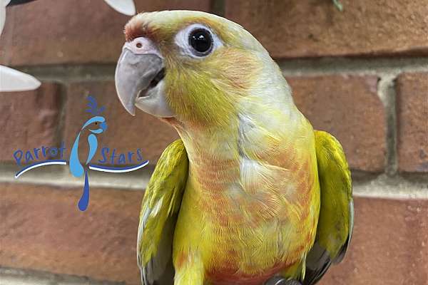 Baby Dilute Green Cheek Conure Available at Parrot Stars