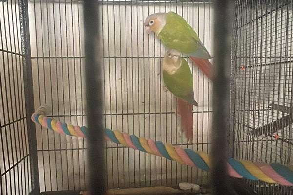 Proven pair conures