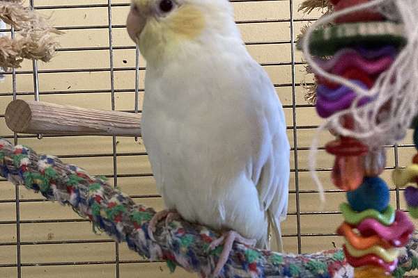 Cockatiel-Pastel face Lutino