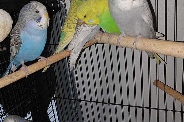 English Parakeet Babies!