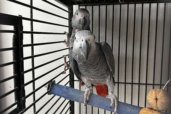 Proven Congo African Grey Pairs