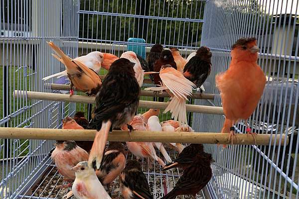 Canaries ready for breeders