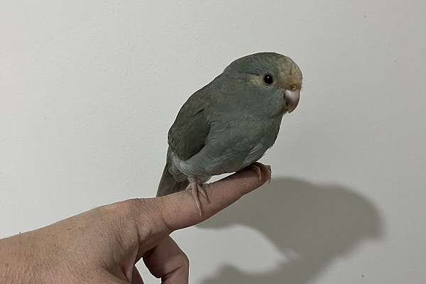 Kakariki