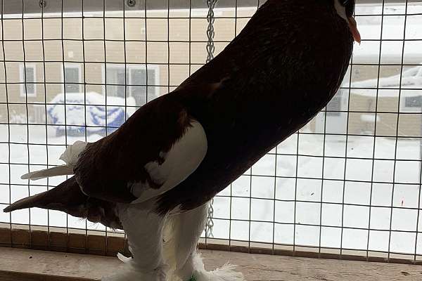 Red Reversed Wing pouter - GA2714