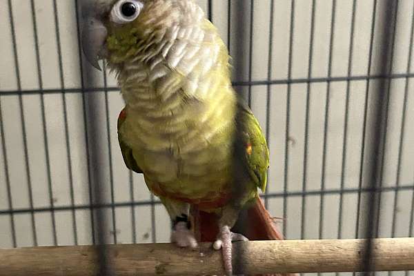 Cinnamon female green cheek conure