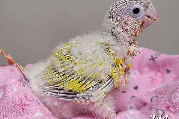 Sun Cheek Conure, #244