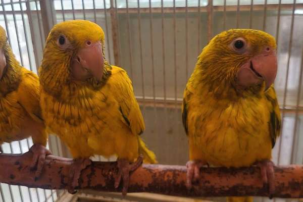Rare Golden Conure Parrot Babies