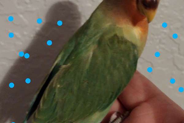 Baby Lovebird. We safely ship.