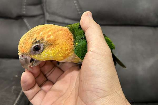 Beautiful baby female caique