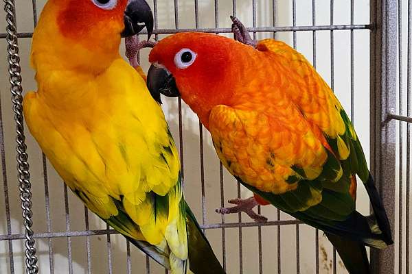 Red Factor and High Yellow Sun Conures