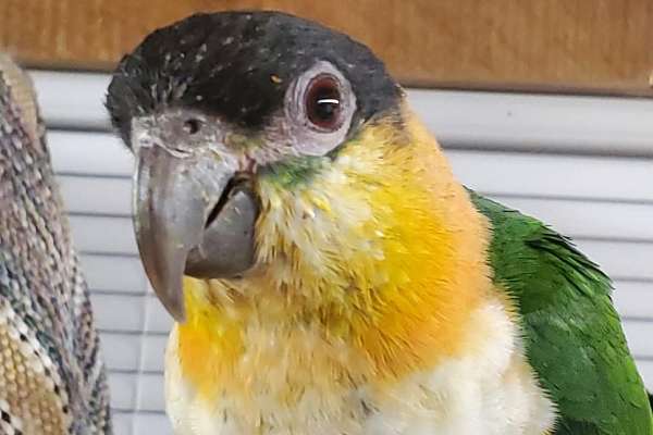 Female black cap caique