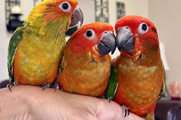Sun Conure Babies(DNA Tested)