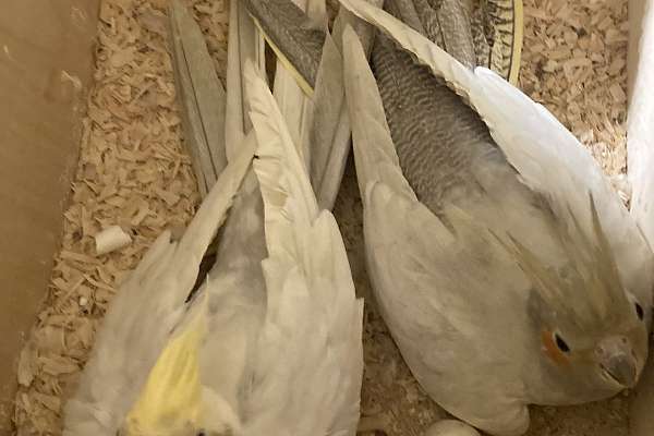 Proven Emerald Cockatiel Hen