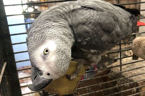 African Grey Parrot