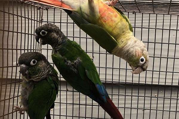 Green Cheeked Conures