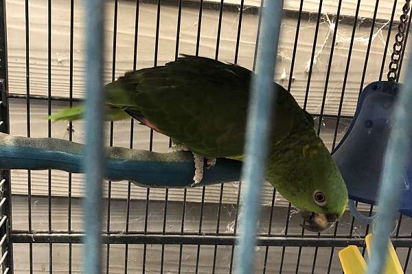 Yellow Naped Amazon