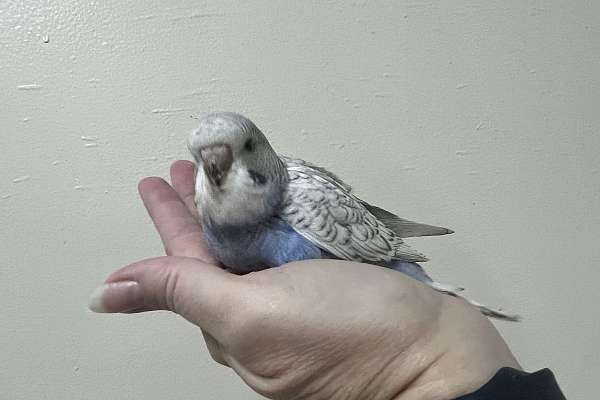 Cobalt blue spangle English budgie