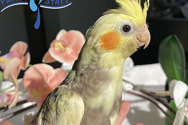 Baby Cockatiel Available at Parrot Stars