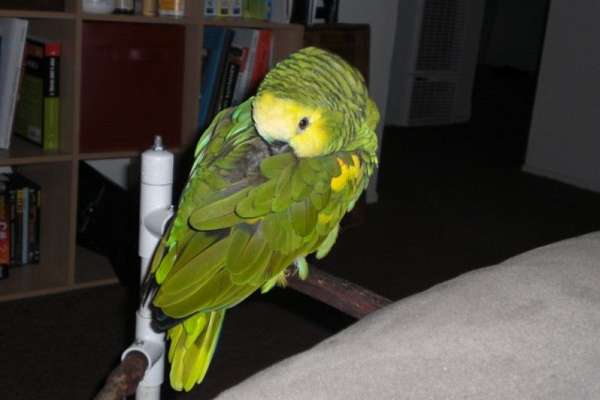 Cute Blue Fronted Amazon Parrot for sale