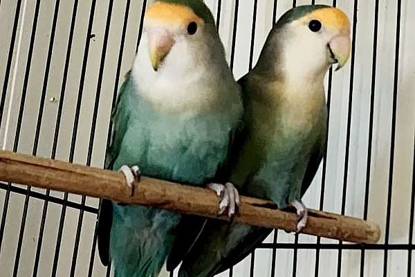 Breeding pair of Lovebirds