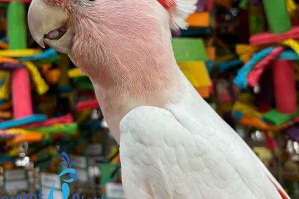 Baby Major Mitchell Cockatoo Available at Parrot Stars