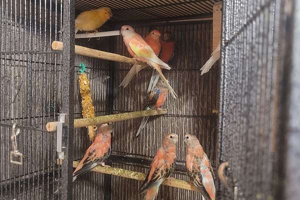 Rosy Bourke Parakeets