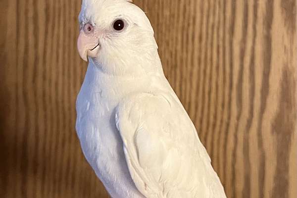 White-face/Lutino Cockatiel