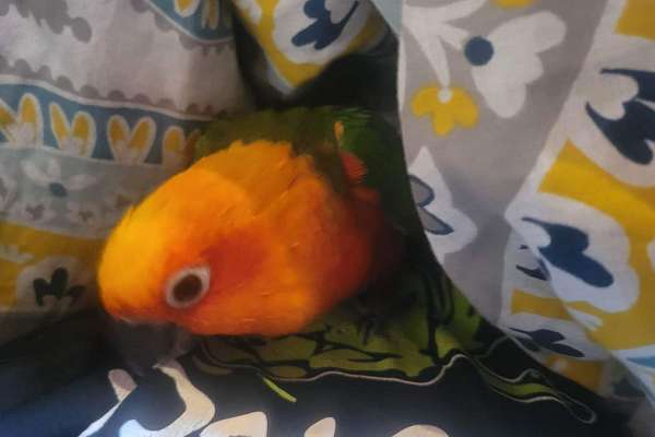 Jenday Conure Poppy