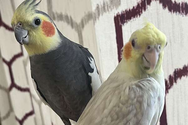 Proven cockatiel pair