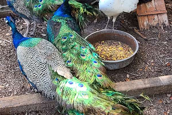 Black Shoulder Peafowl Pair