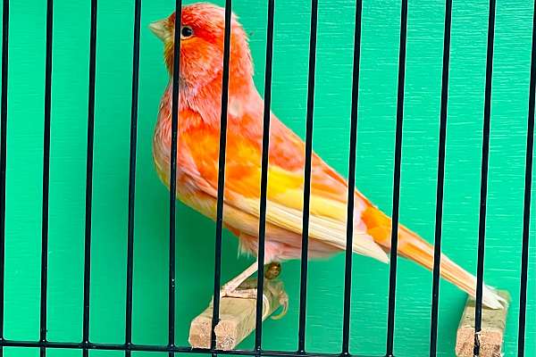 Red Factor Canary -The Perfect Companion