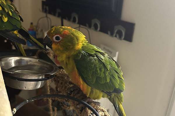 Conures parakeet parrot