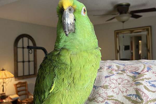 Female Yellow Nape Amazon Parrot