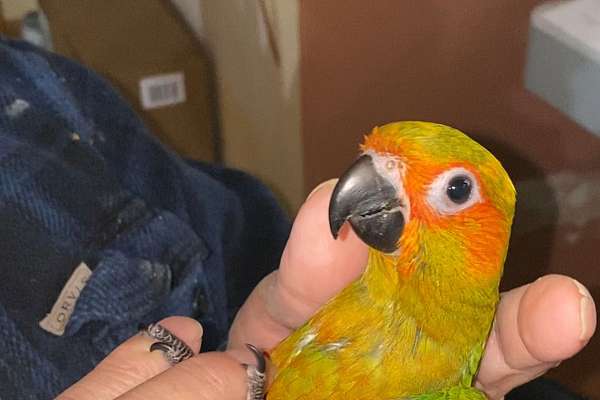 Super Tame and confident Sunday Conure, loves to be handled and played with