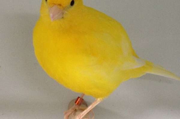 Premium Show Quality Fife Canaries from Fancy Canary – Champion Bloodlines!