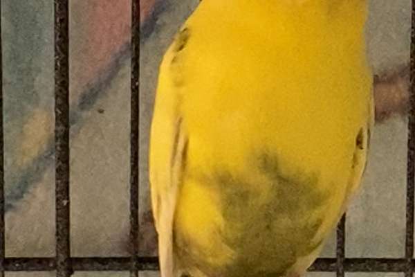 Yellow budgie