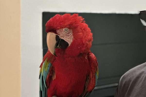 Green wing Macaw