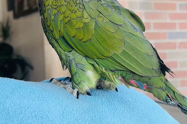 Male blue headed pionus