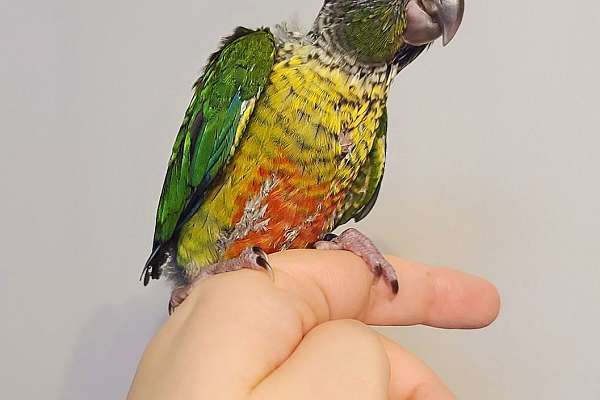 Handfed conure babies