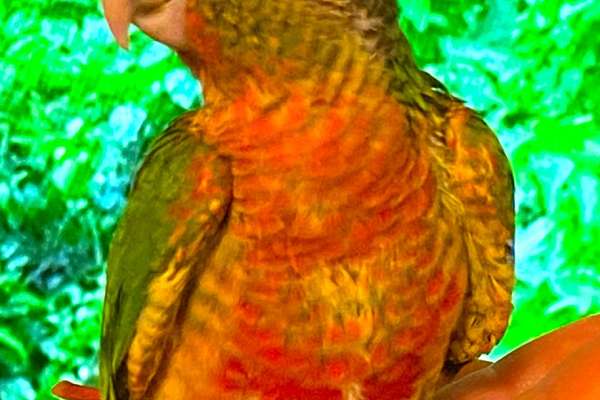 High Red Factor Yellow Sided Green Cheek Conure